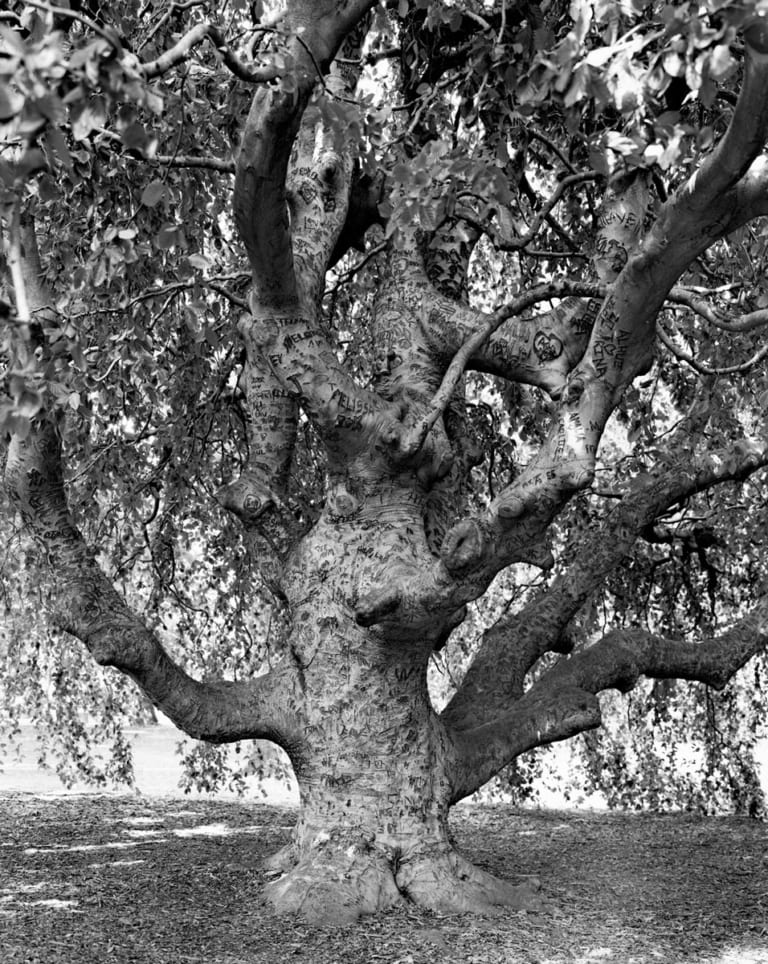 Viewing Trees as a Verb - Improvised Life