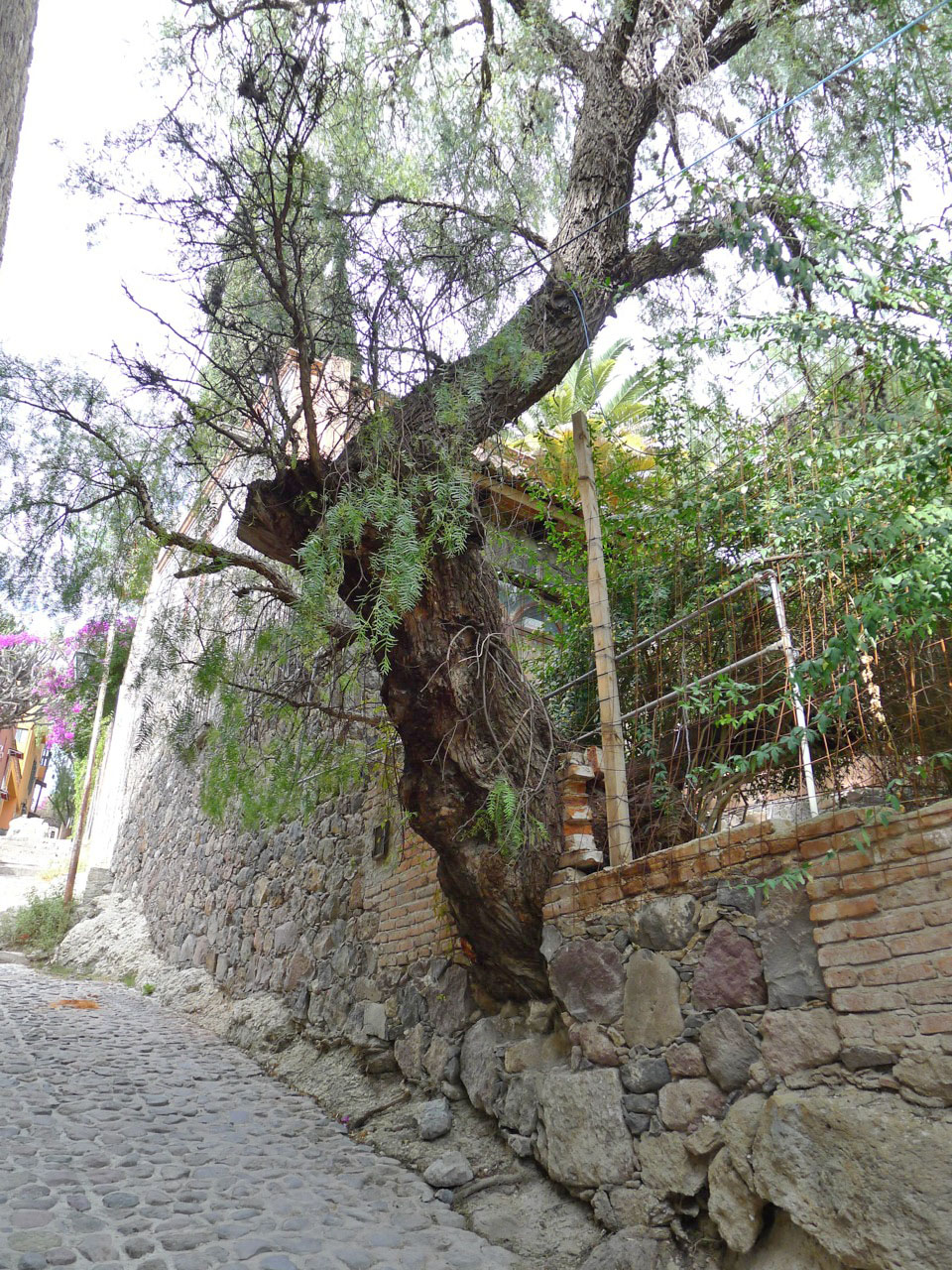 Trees Growing Through Obstacles (Like Us) - Improvised Life