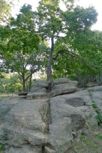 Trees Growing Through Obstacles (Like Us) - Improvised Life
