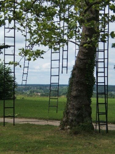 The Tree with Ladders: Tree Climbing for Adults - Improvised Life