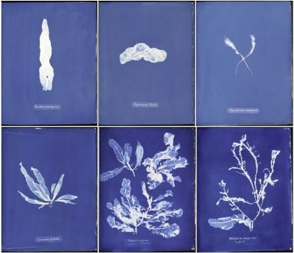 Beautiful Curiously-Useful Sun Prints DIY - Improvised Life