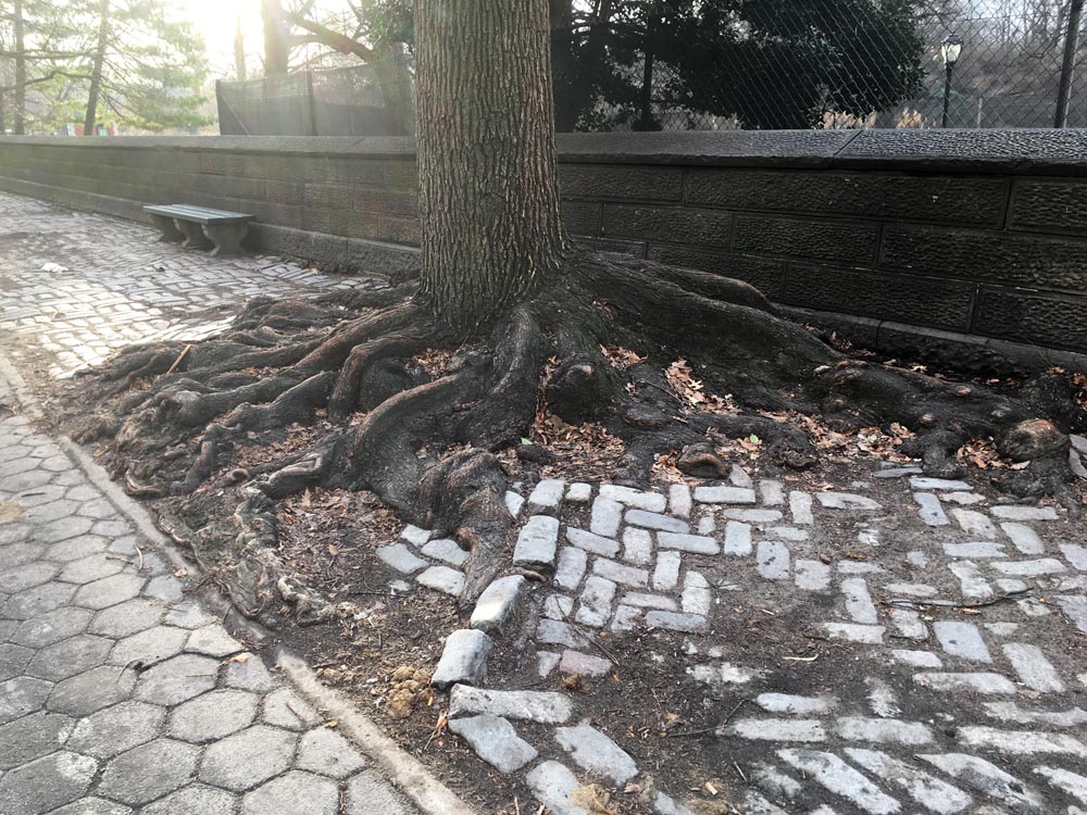 What The Trees Do When We're Not Looking (with Poem) - Improvised Life