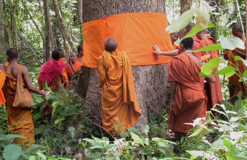 Trees Ordained as Monks, Forest Bathing and A New Lexicon Helps Heal ...