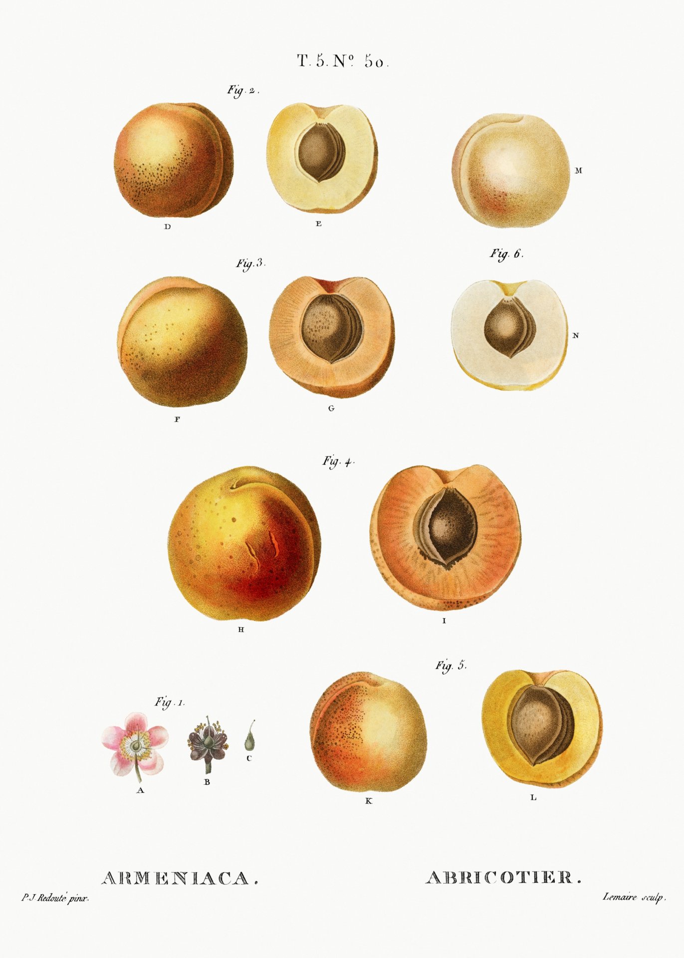 How to Eat an Apricot - Improvised Life