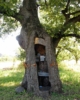 Churches in Trees, Trees as Church - Improvised Life
