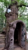 Churches in Trees, Trees as Church - Improvised Life