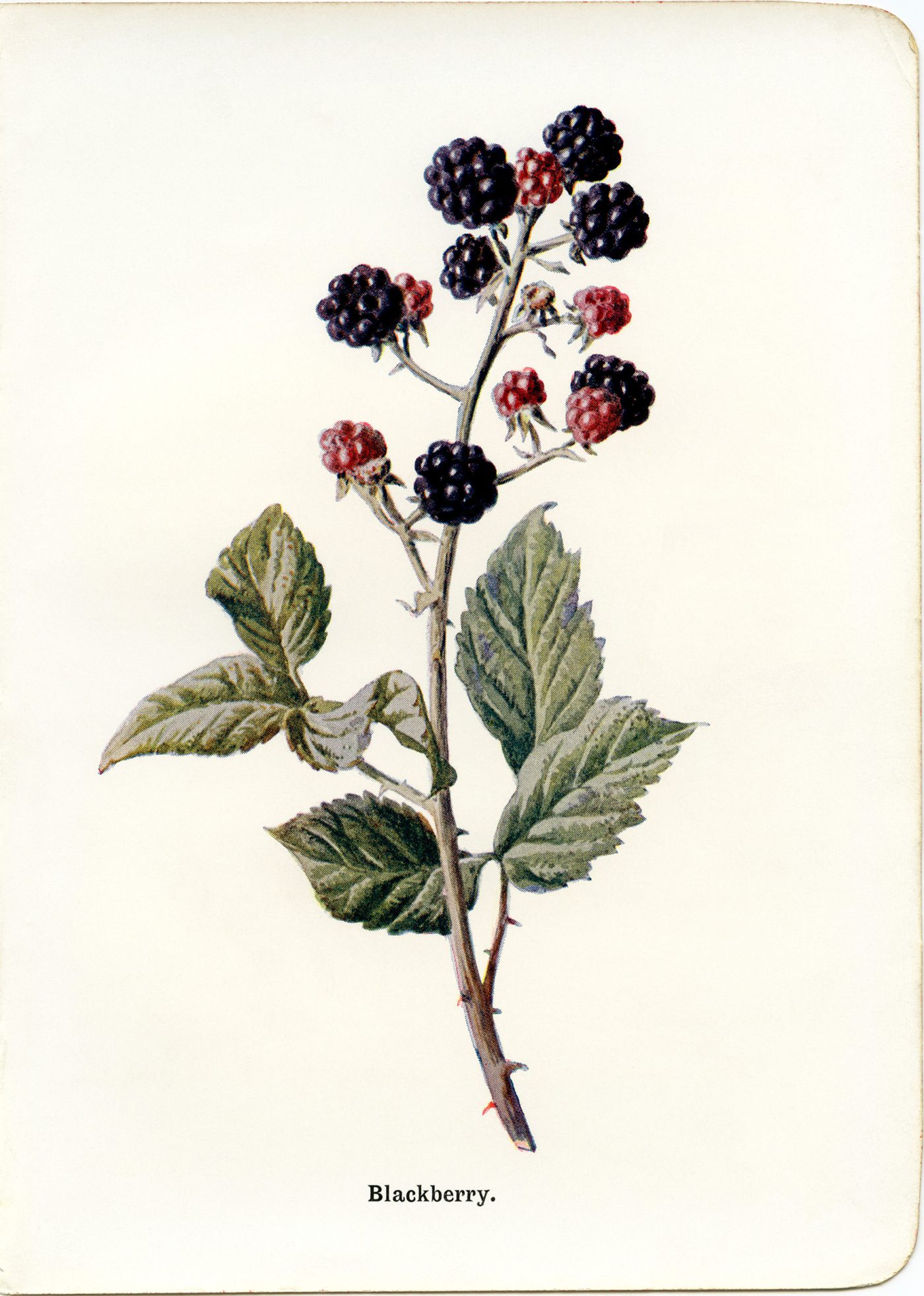 Blackberry-Vintage-Illustration-Wild-Fruits-of-the-Country-Side-by-F ...