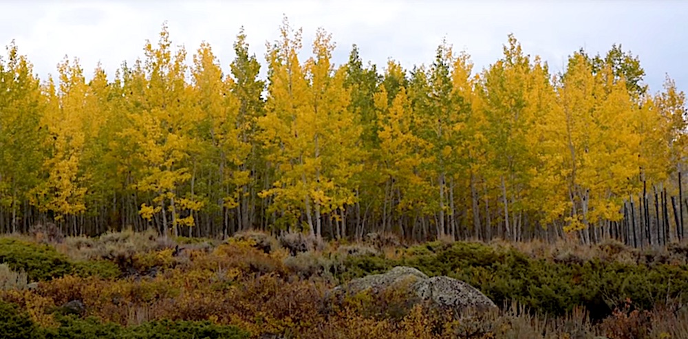 Lesson in Perception from the Largest Living Being on Earth ...